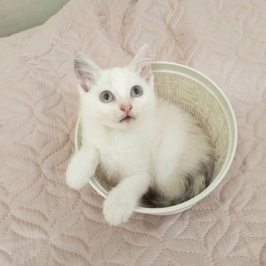 Отдам бесплатно