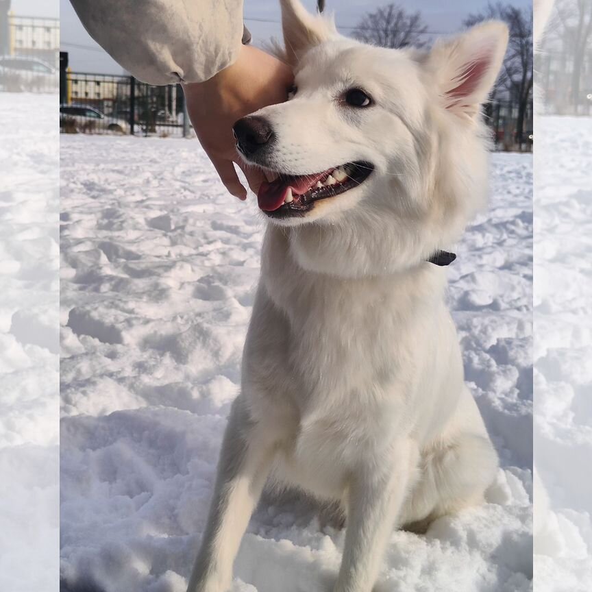 Швейцарская овчарка