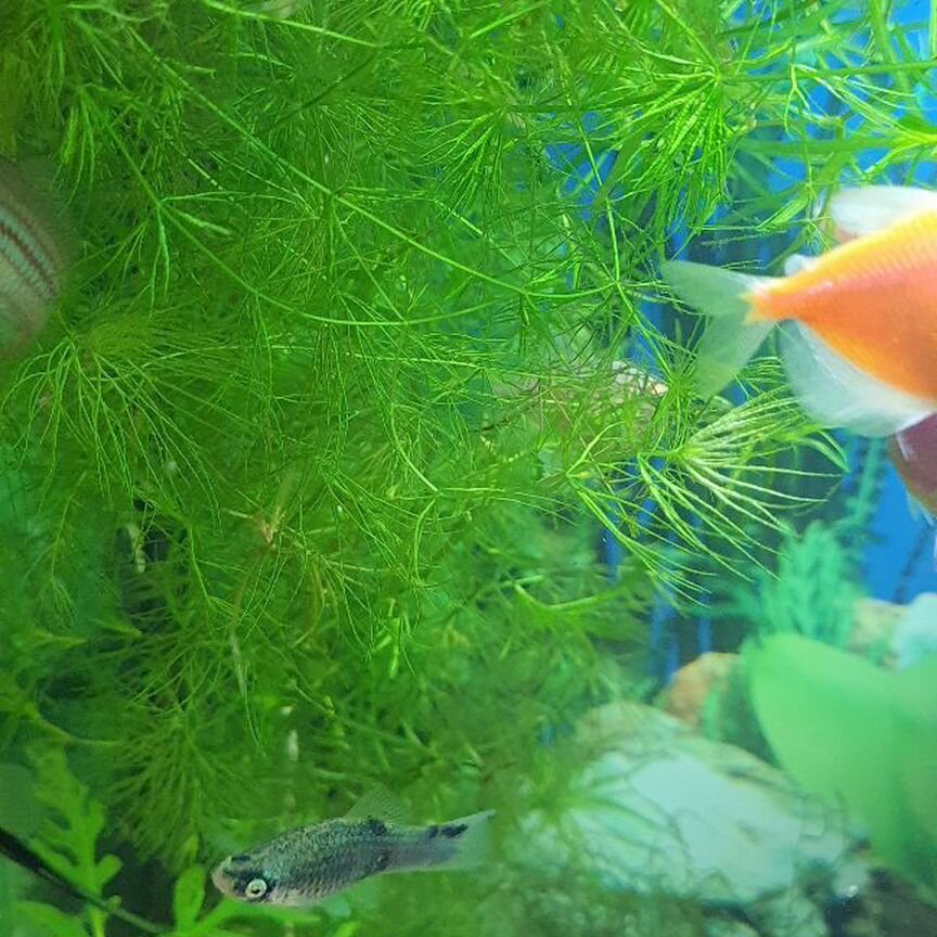 Наяс, роголистник