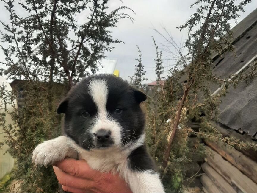 Собака в добрые руки щенок хаски