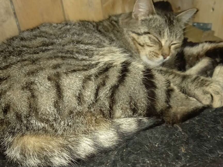 Кошки в добрые руки бесплатно