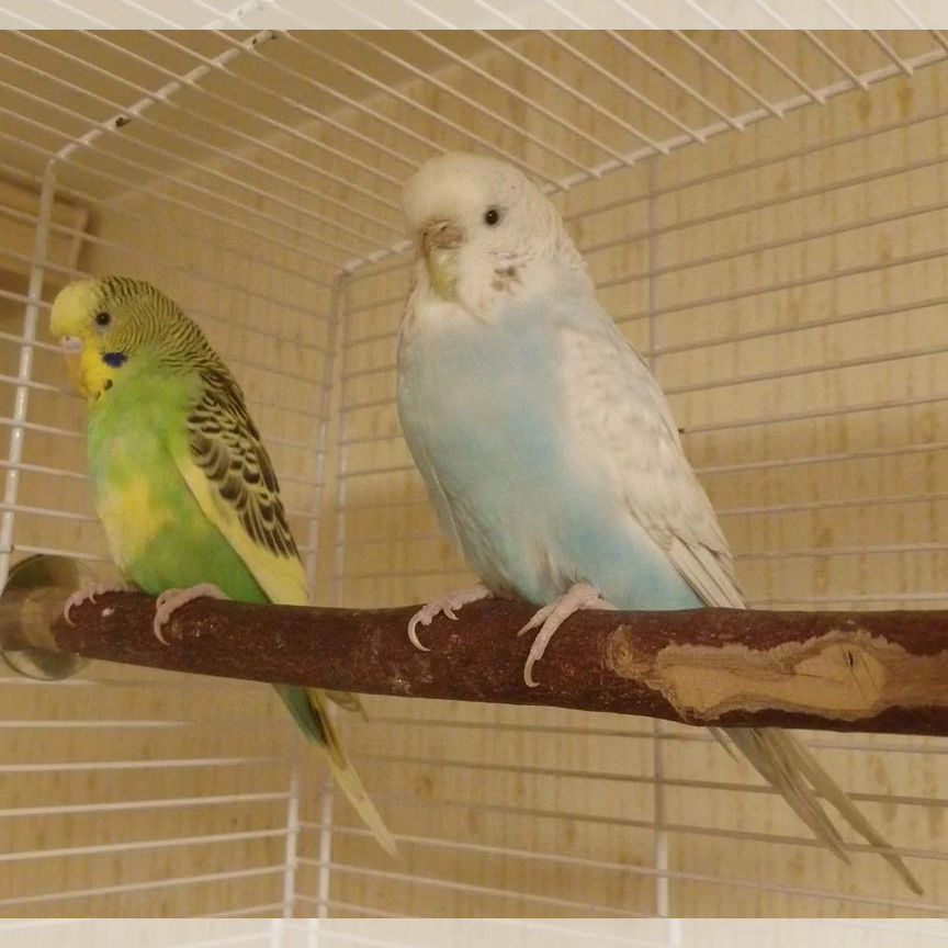 Волнистые попугаи с клеткой