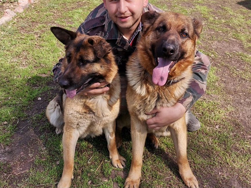 Немецкие овчарки в добрые руки