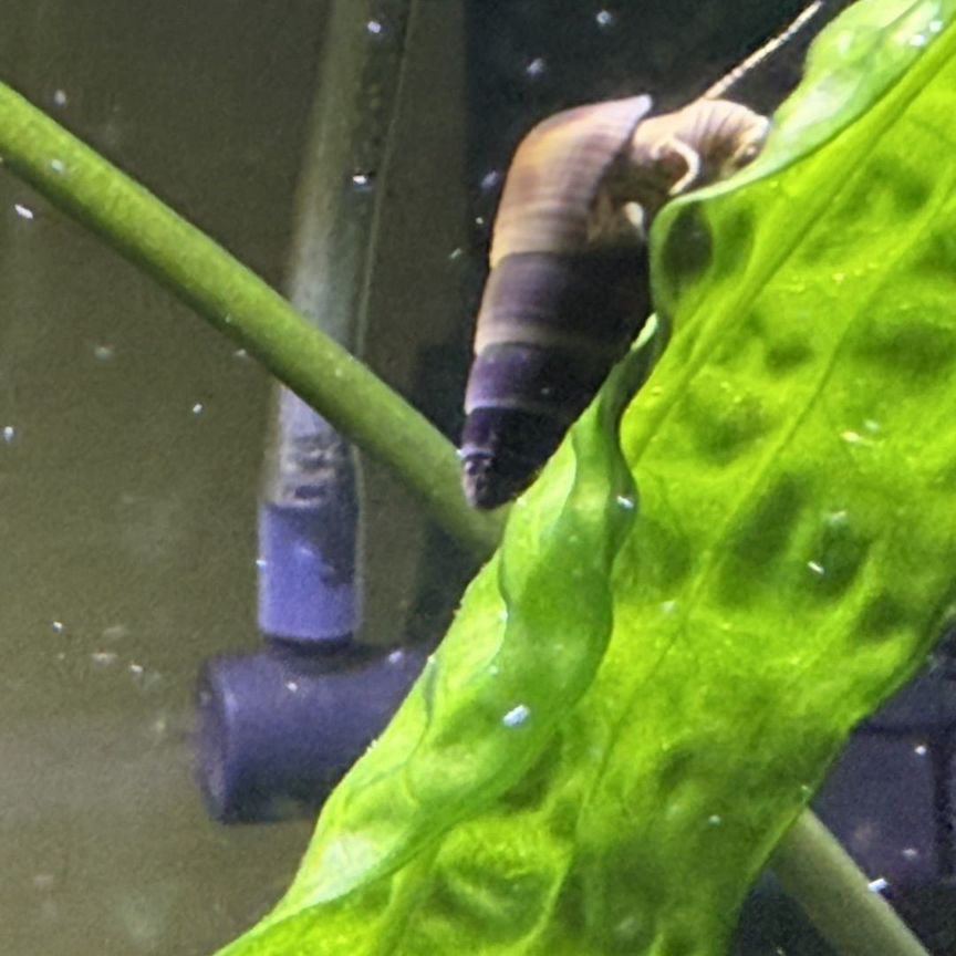 Улитка желтый кролик