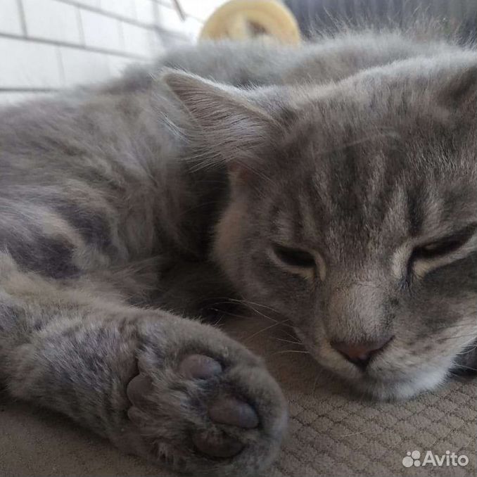 Кот шотландец+ британец