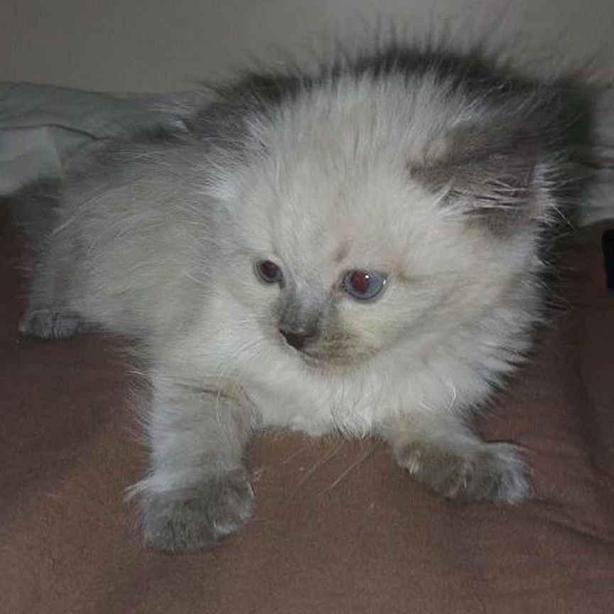 Невский маскарадный котёнок