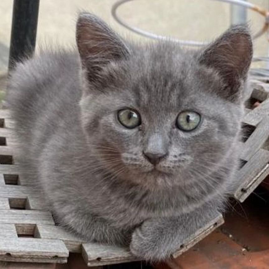 Дымчатый котенок девочка 1,5 месяца
