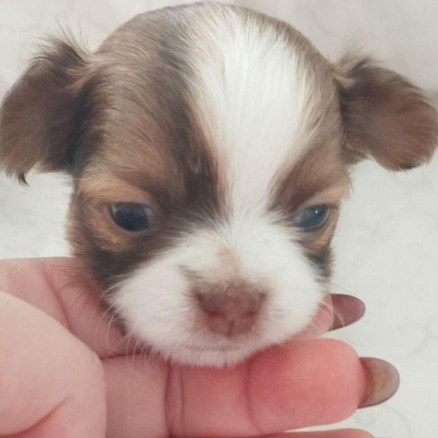 Щенки чихуахуа длинношерстные