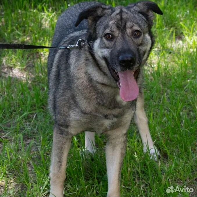 Грета в добрые руки