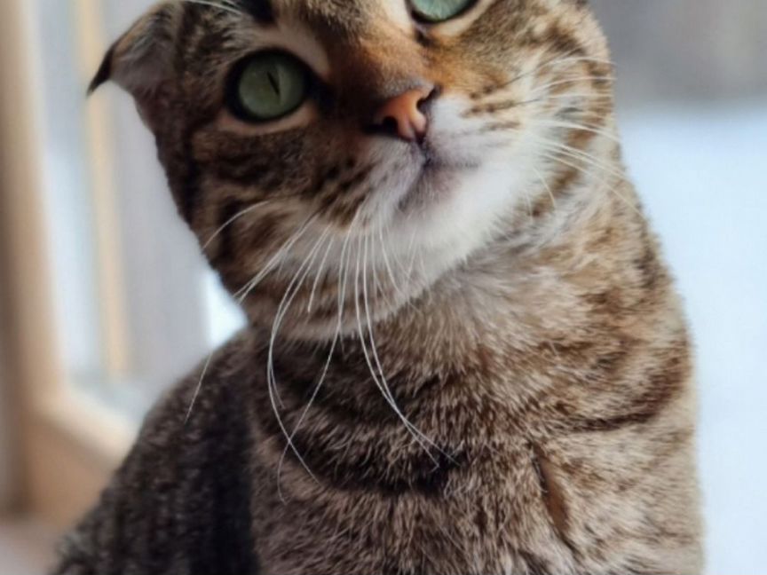 Шотландский вислоухий котенок Барин 7 месяцев