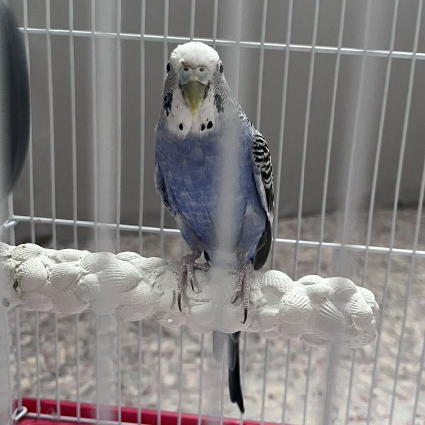Волнистый попугай с клеткой