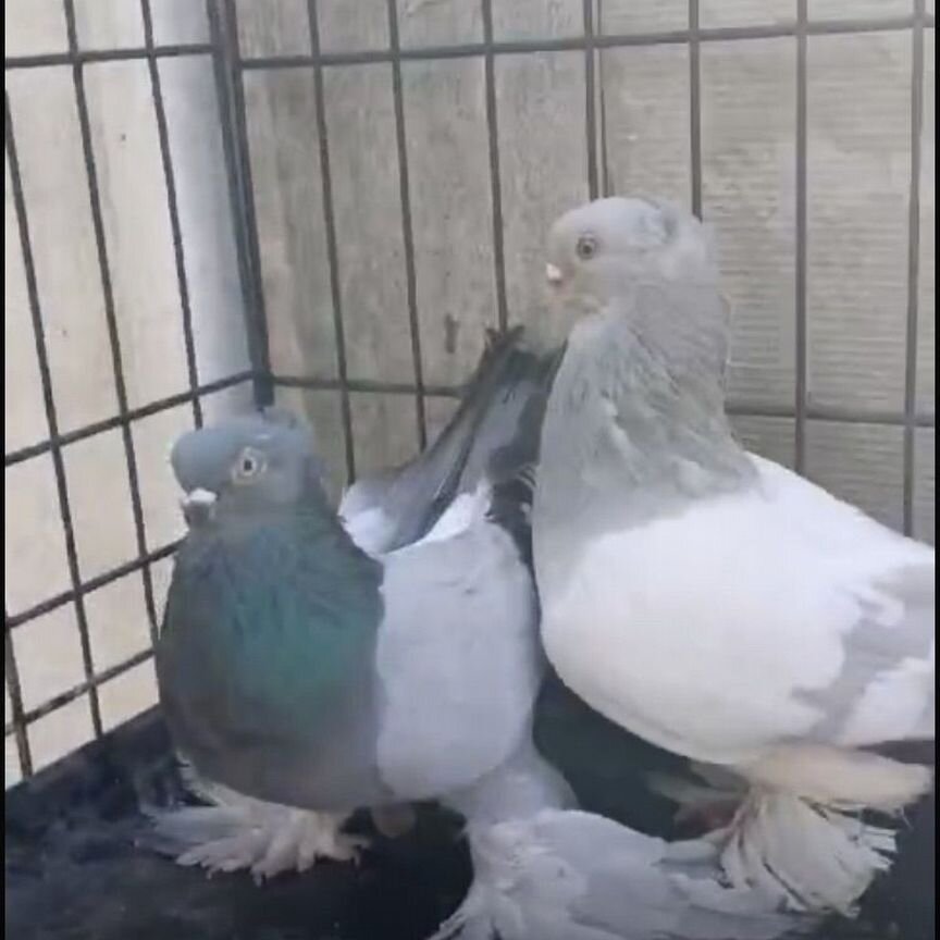 Голуби узбекские