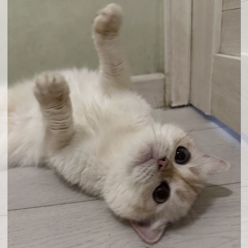 Британская короткошёрстная, взрослая кошка