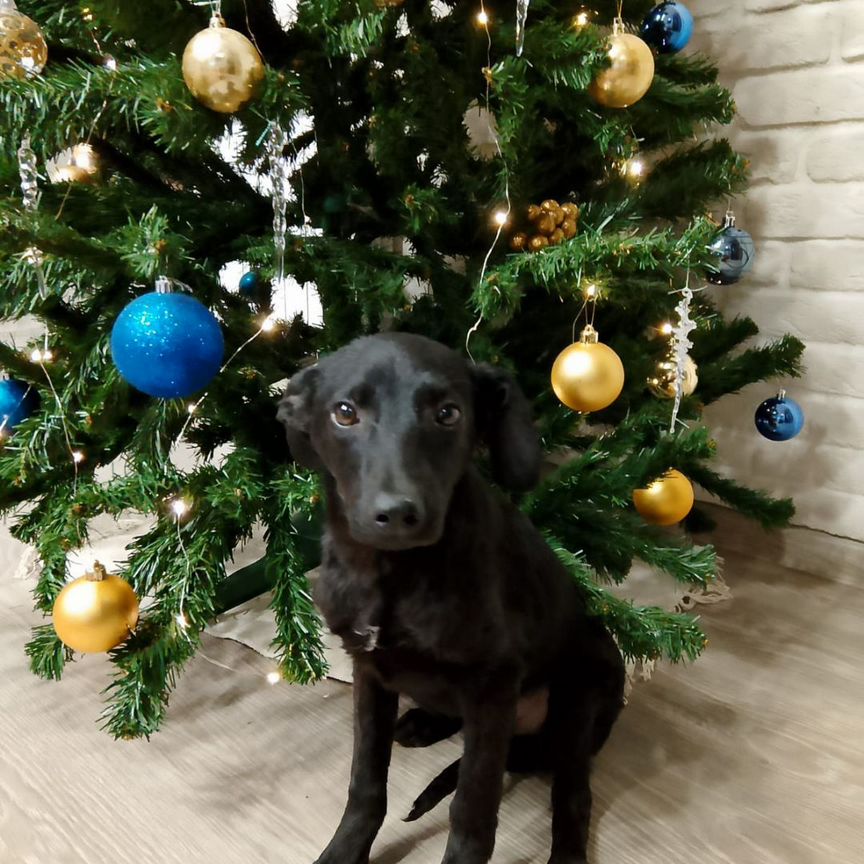 Отдам собачку бесплатно в добрые руки