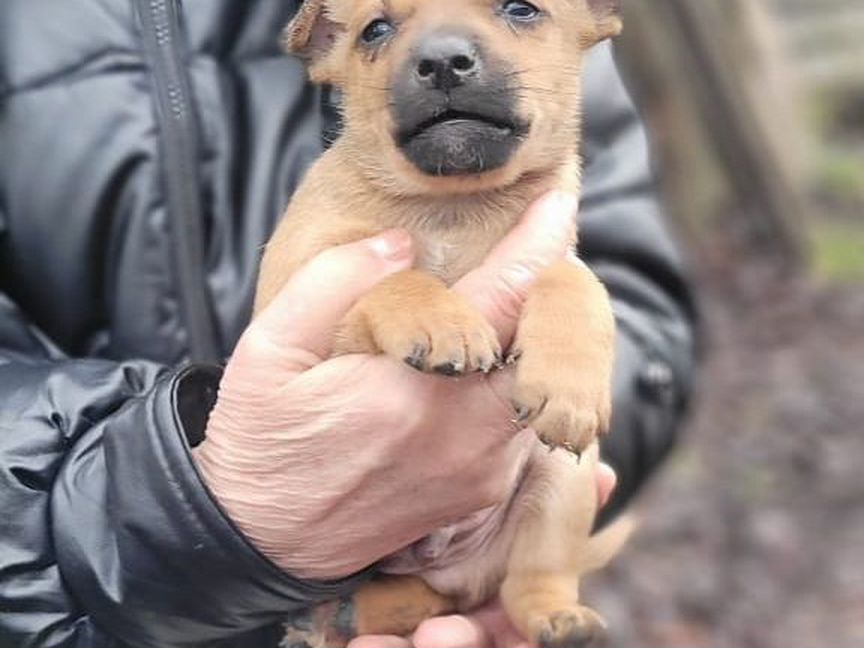 Щенки от маленькой собачки ищут дом