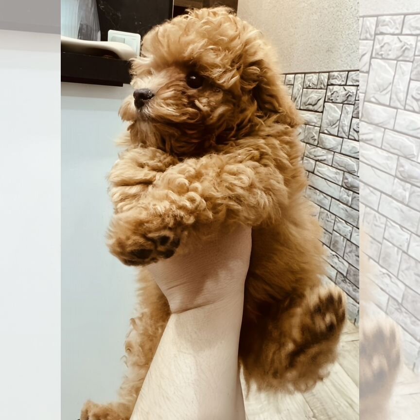 Мальтипу, щенок