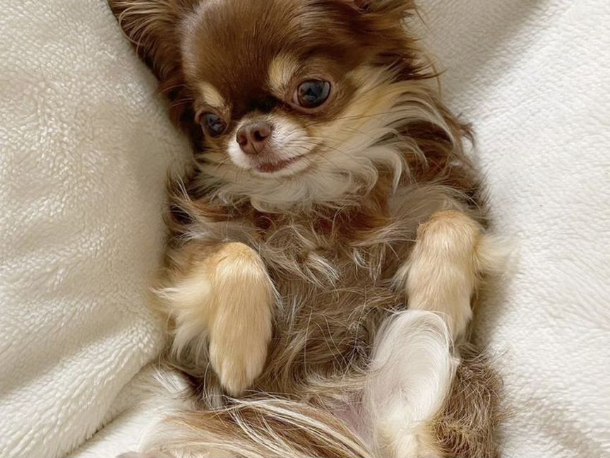 Милая девочка чихуахуа может откусить руку