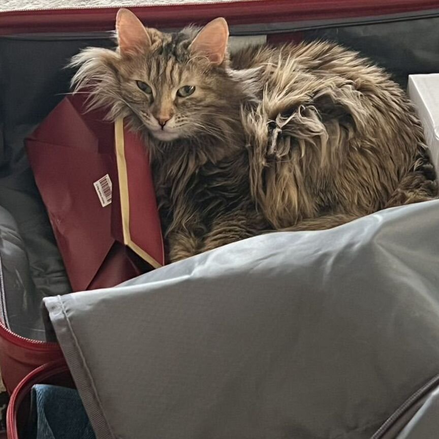 Взрослая, кошка в добрые руки