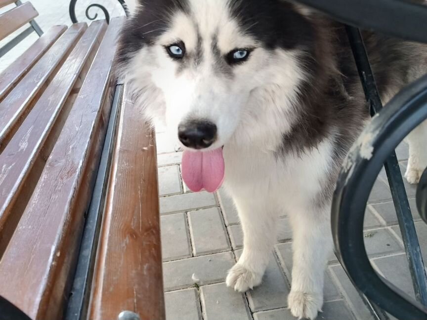 Животные для вязки