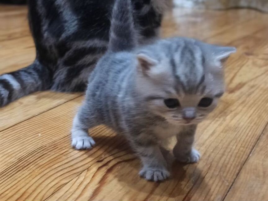 Шотландские котята