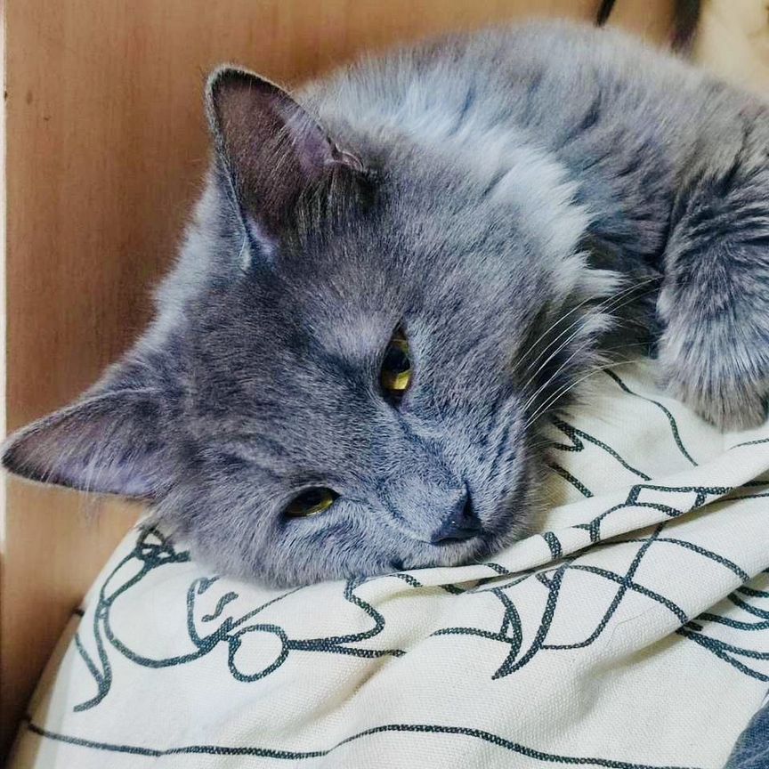 Котик ищет домик