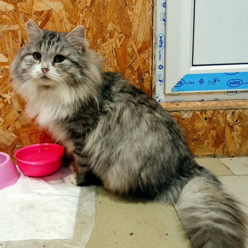 Взрослый кот в добрые руки