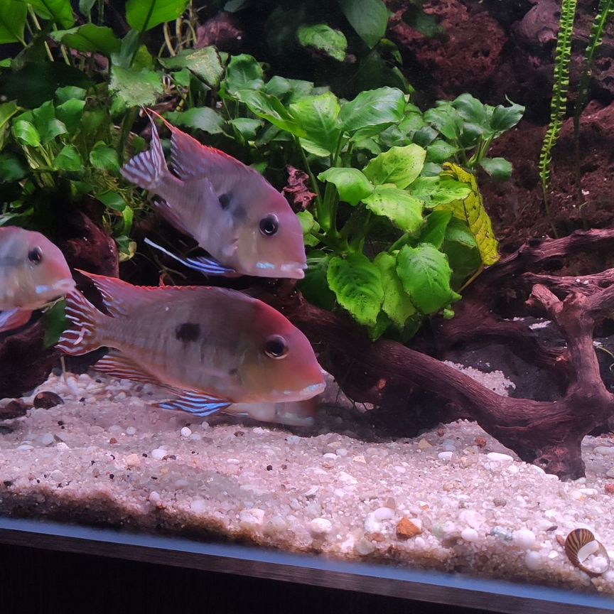 Геофагус красноголовый (Geophagus sp. Tapajos)