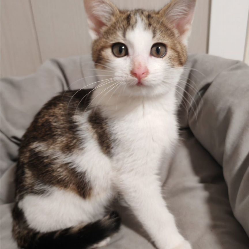 Котята в добрые руки бесплатно