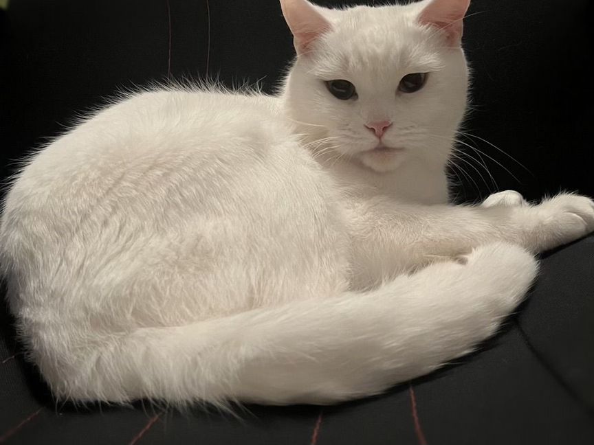 Шотландская кошечка