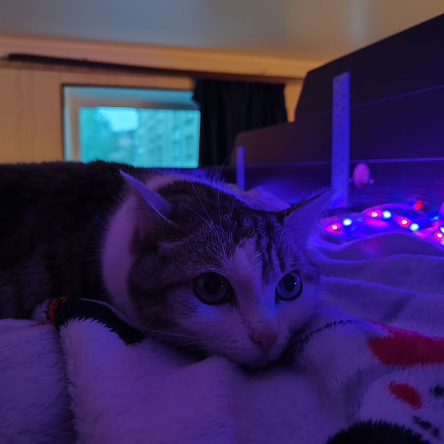 Кот Теодор