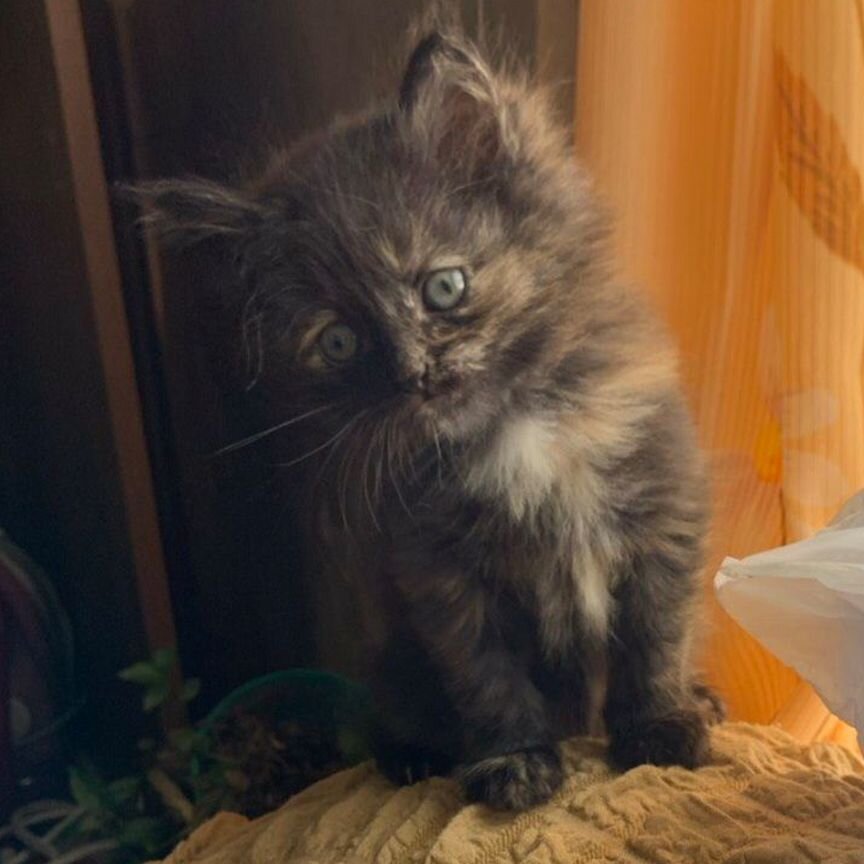 Кошечка-мышеловка