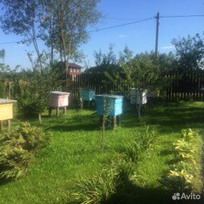 Улья с пчёлами