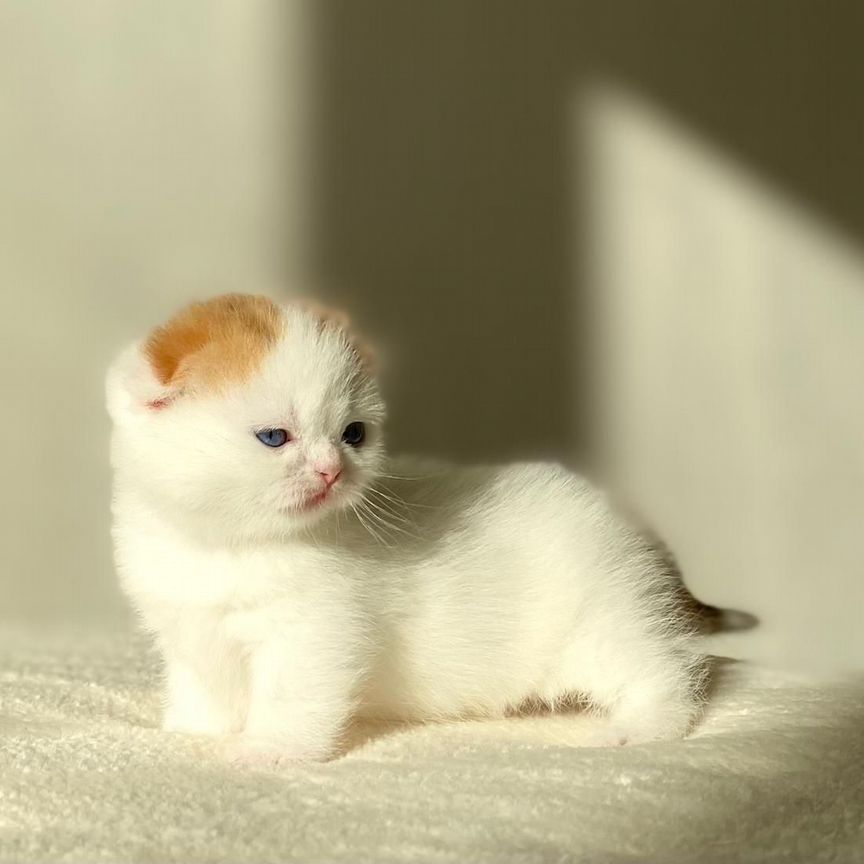 Голубоглазая девочка