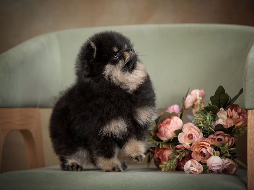 Померанский шпиц