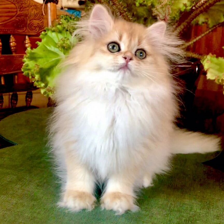 Британский длинношёрстный котёнок