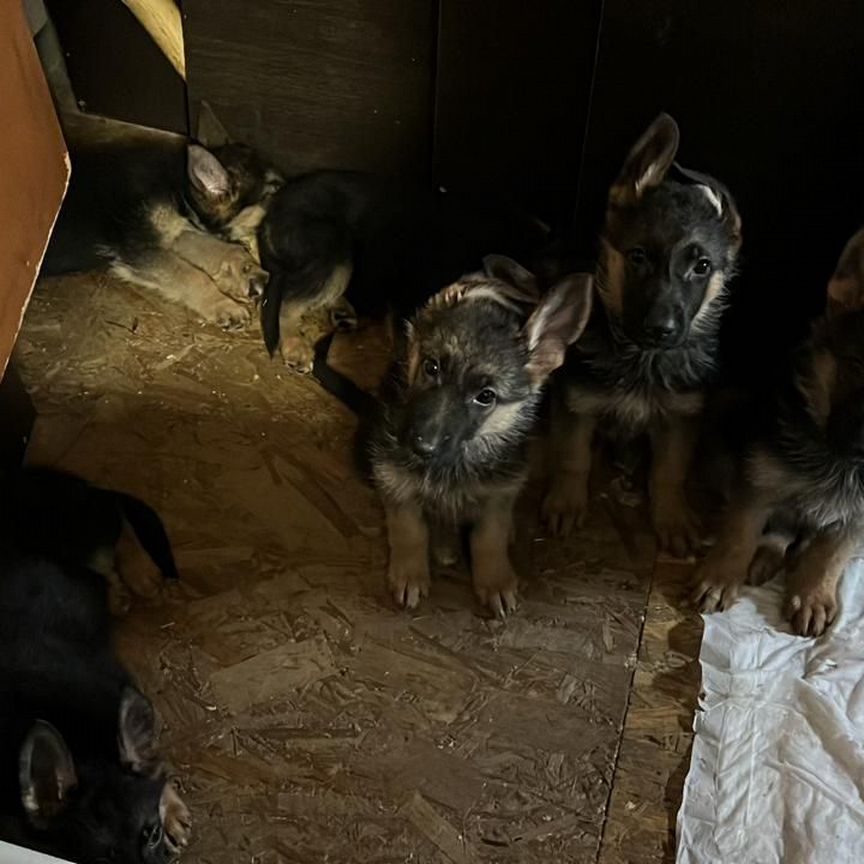 Щенки немецкой овчарки