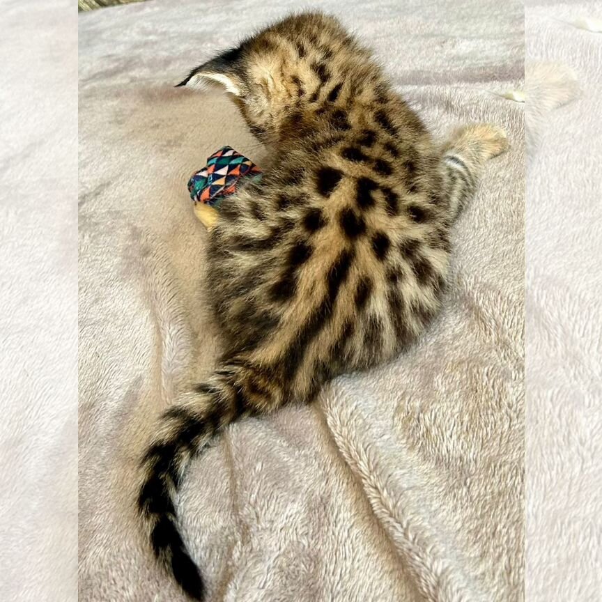 Саванна котёнок