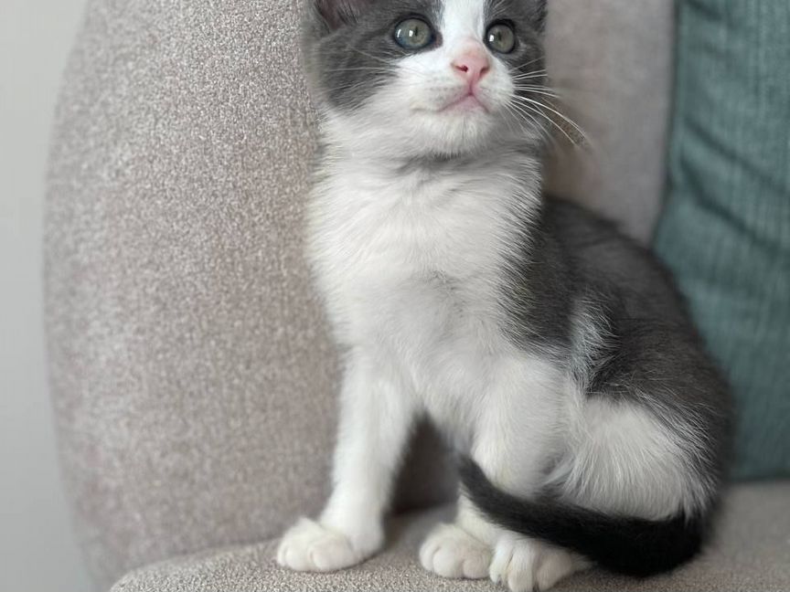 Котенок 2,5 месяца девочка