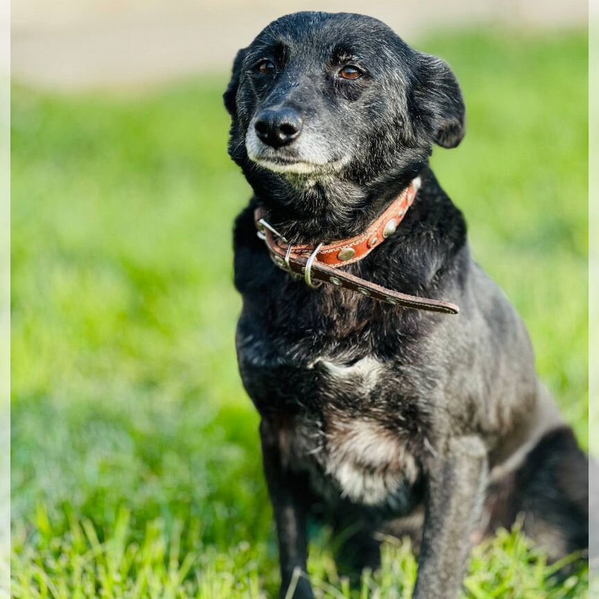 Взрослая собака в добрые руки