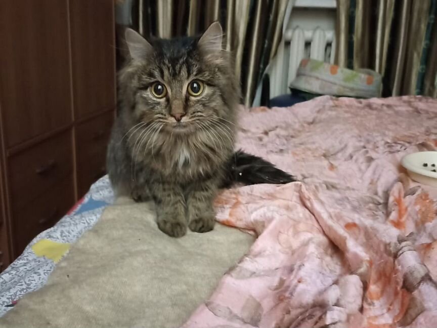 Отдам камышового котика Стёпу в добрые руки