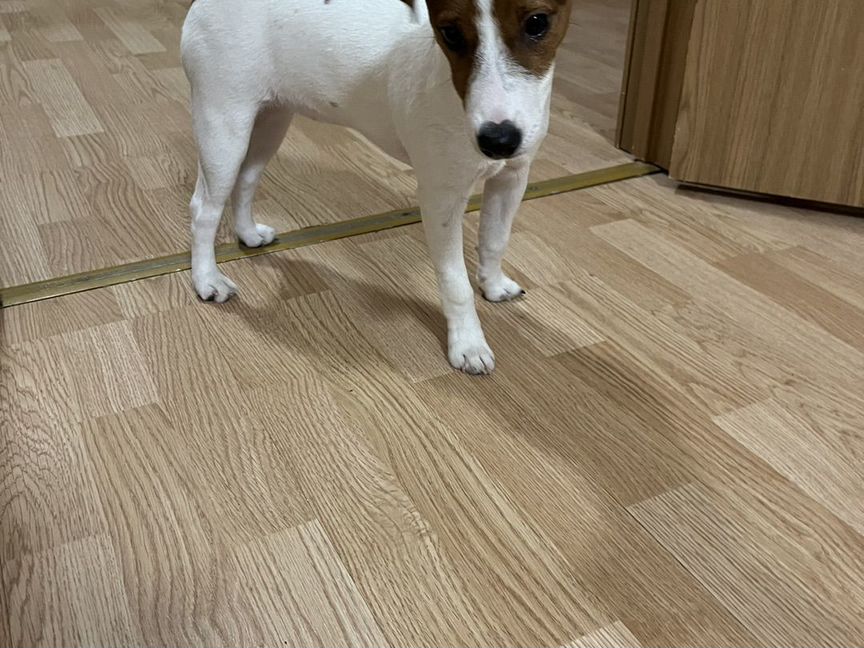 Щенок джек Рассел терьер