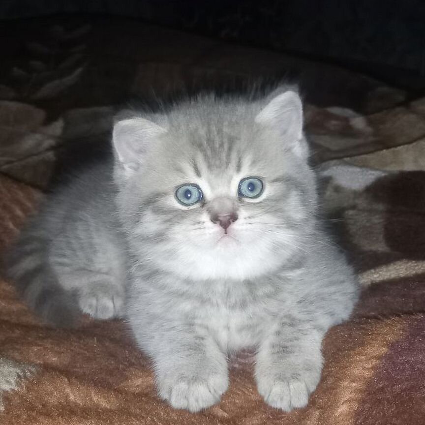 Шотландские котята