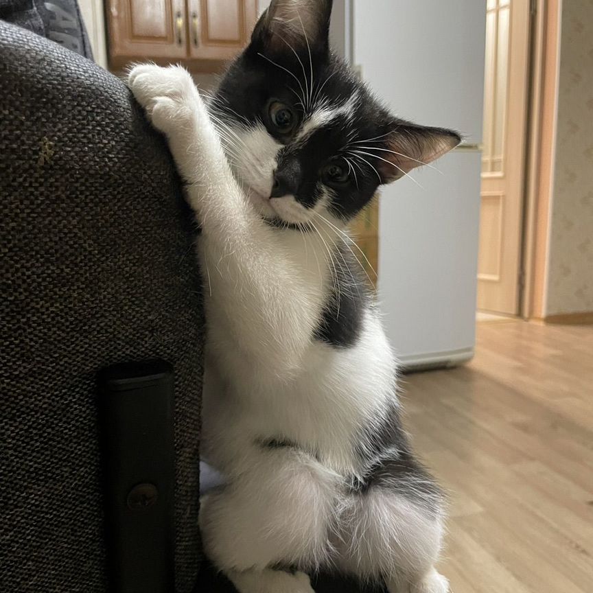 Котеонок
