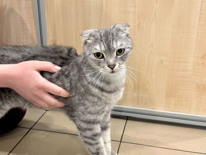 Шотландская вислоухая