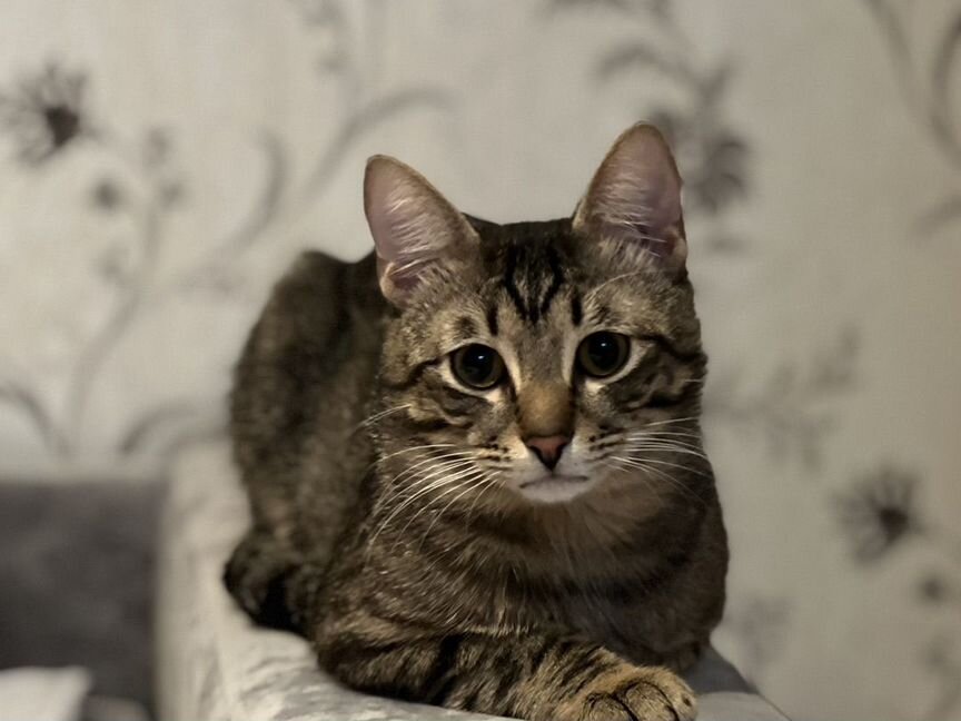 Кот вязка