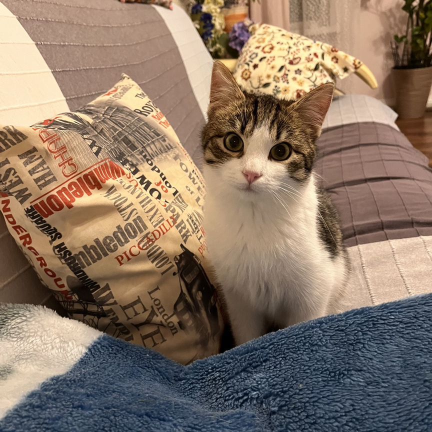 Котёнок в добрые руки