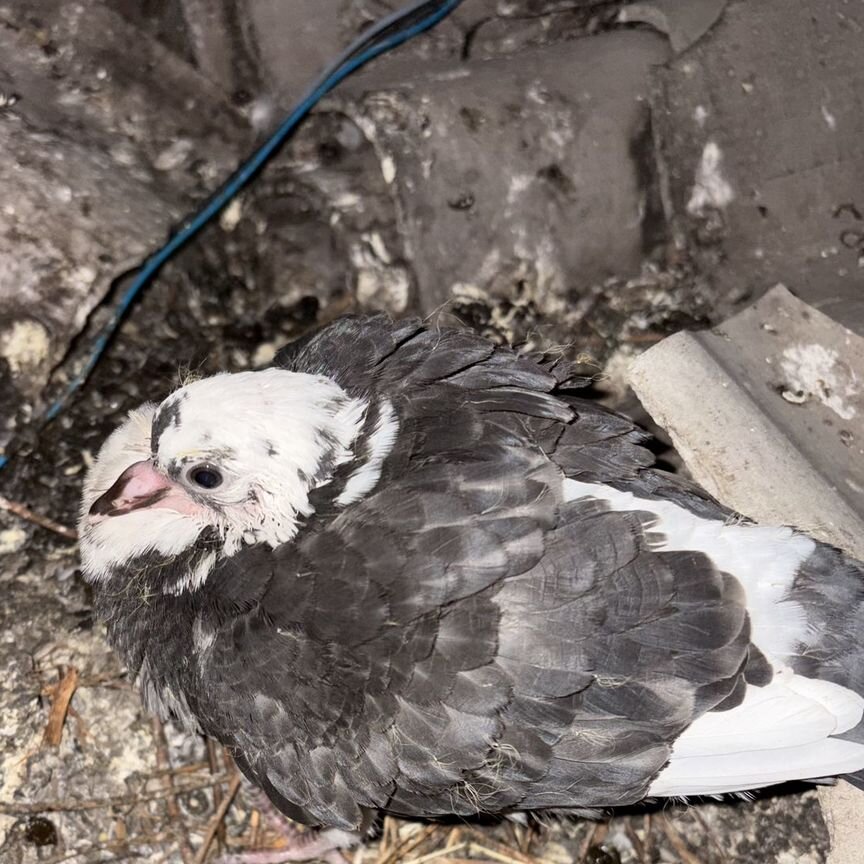 Птенцы голубей