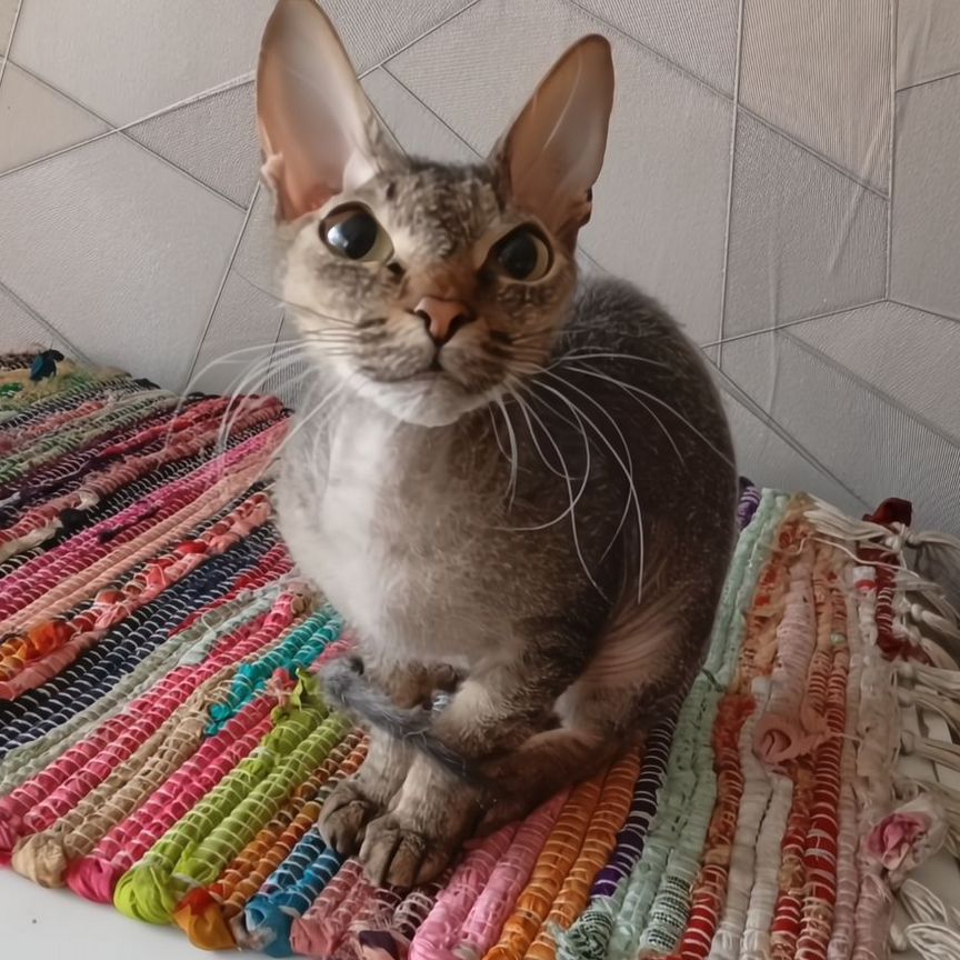 Ищим кота для встречи
