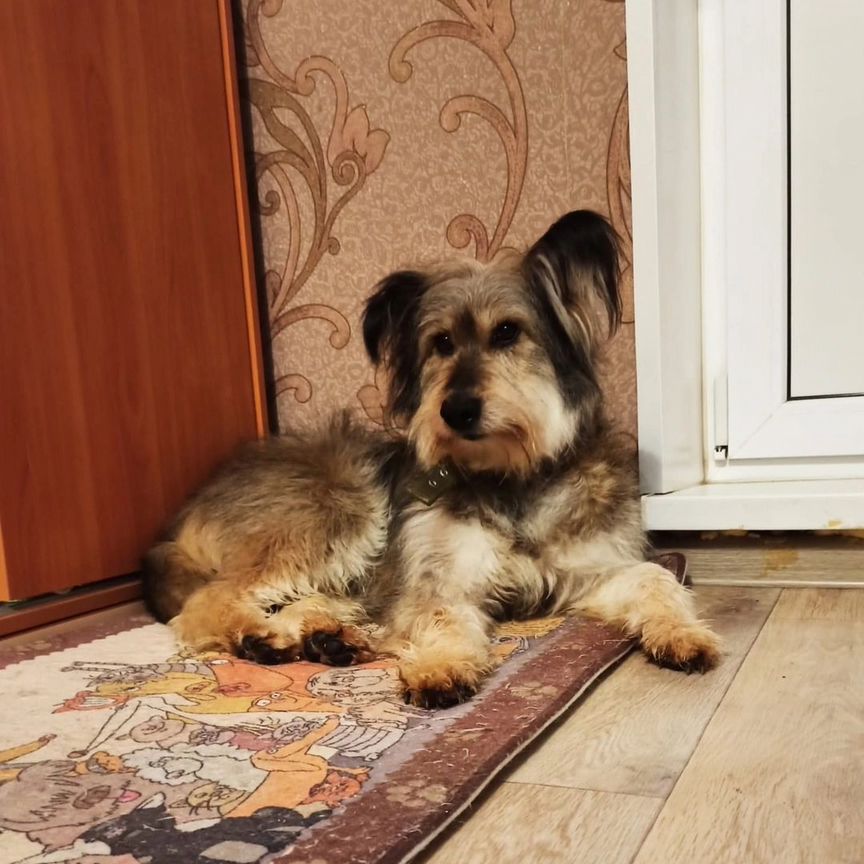 Терьерчик Сью в хорошую семью бесплатно