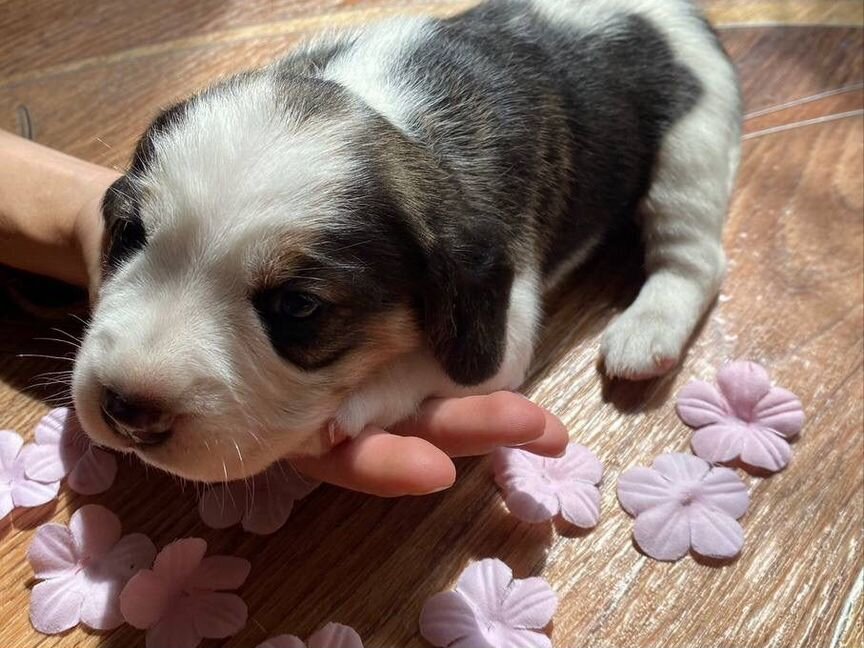 Собаки щенки бигль